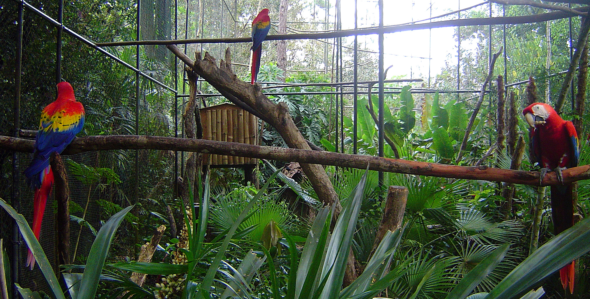 Free Stock Photo 1726-Macaws in Belize Zoo | freeimageslive
